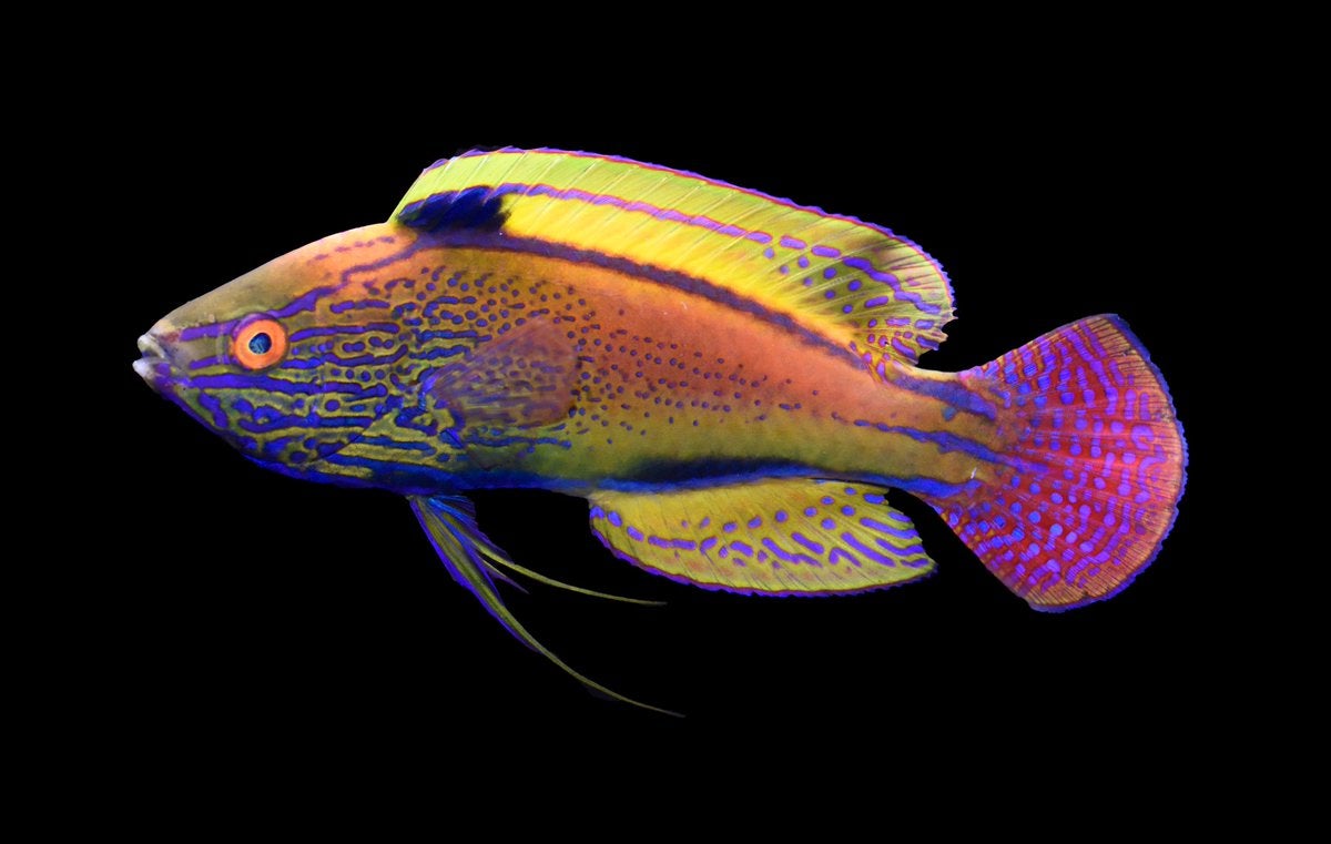 Lineatus Fairy Wrasse | Eastwood Aquarium