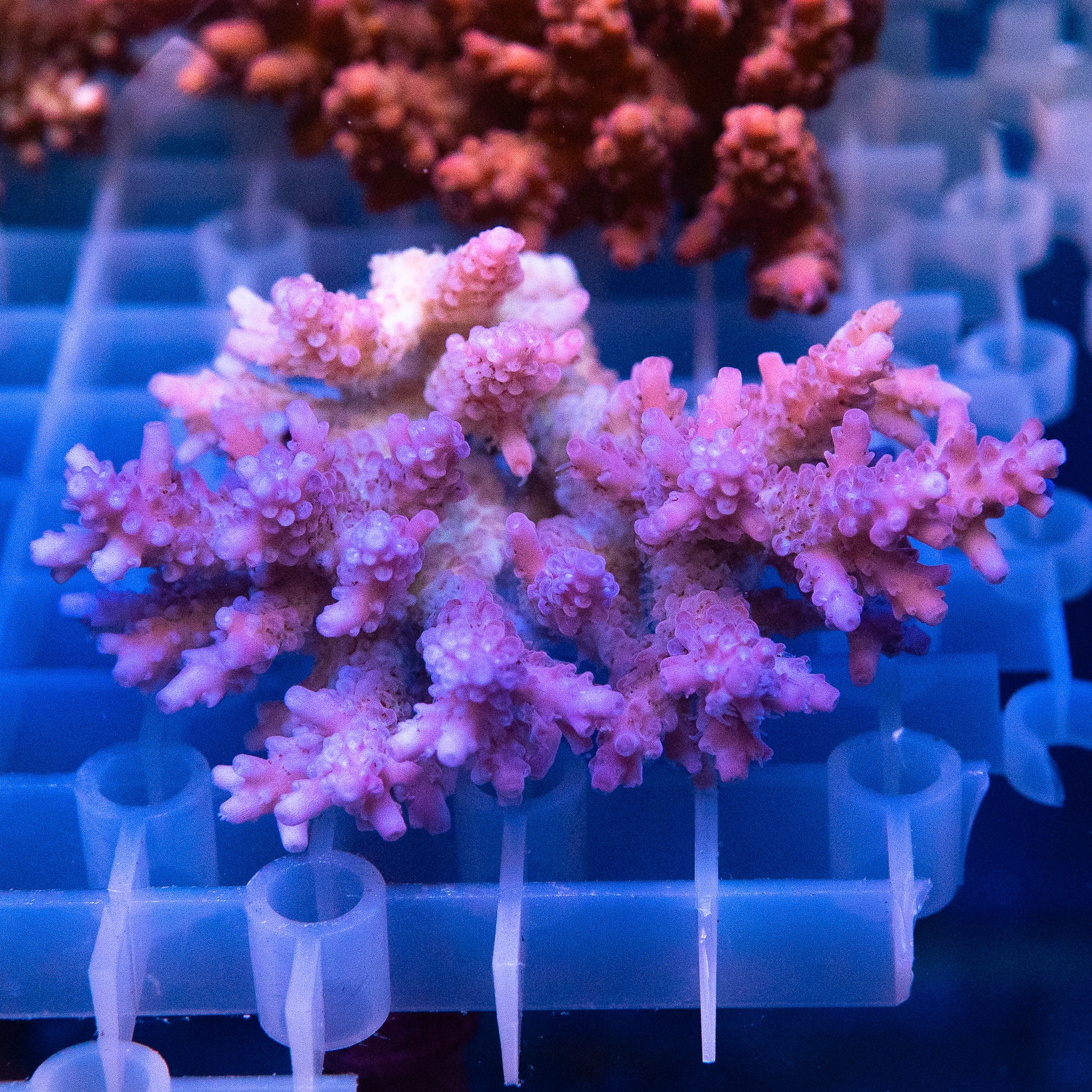 Acropora Colony (EA#465) | Eastwood Aquarium
