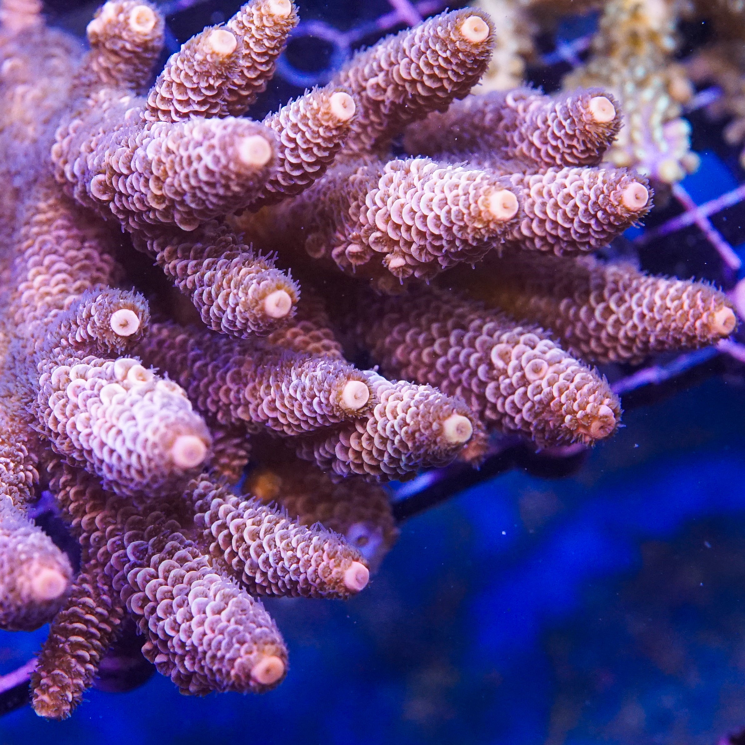 Acropora Colony (EA#414) | Eastwood Aquarium