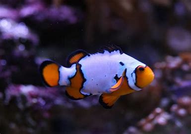 lightning clownfish