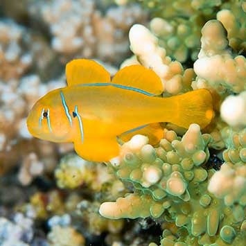 Citron Clown Goby | Eastwood Aquarium