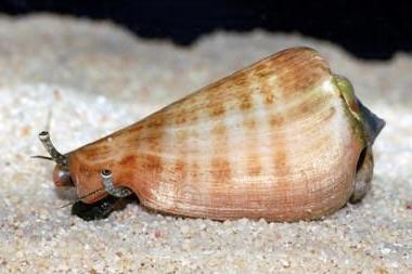 Strombus Snail | Eastwood Aquarium