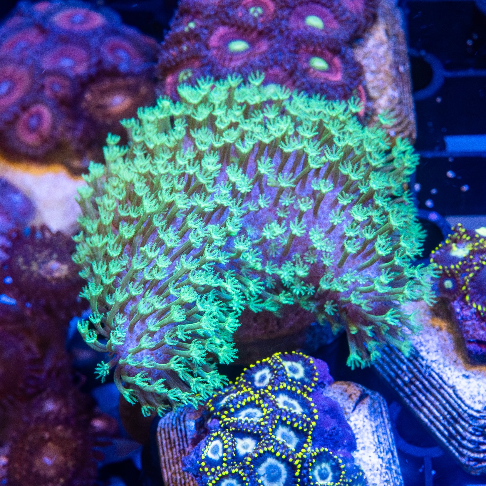 toadstool coral flow