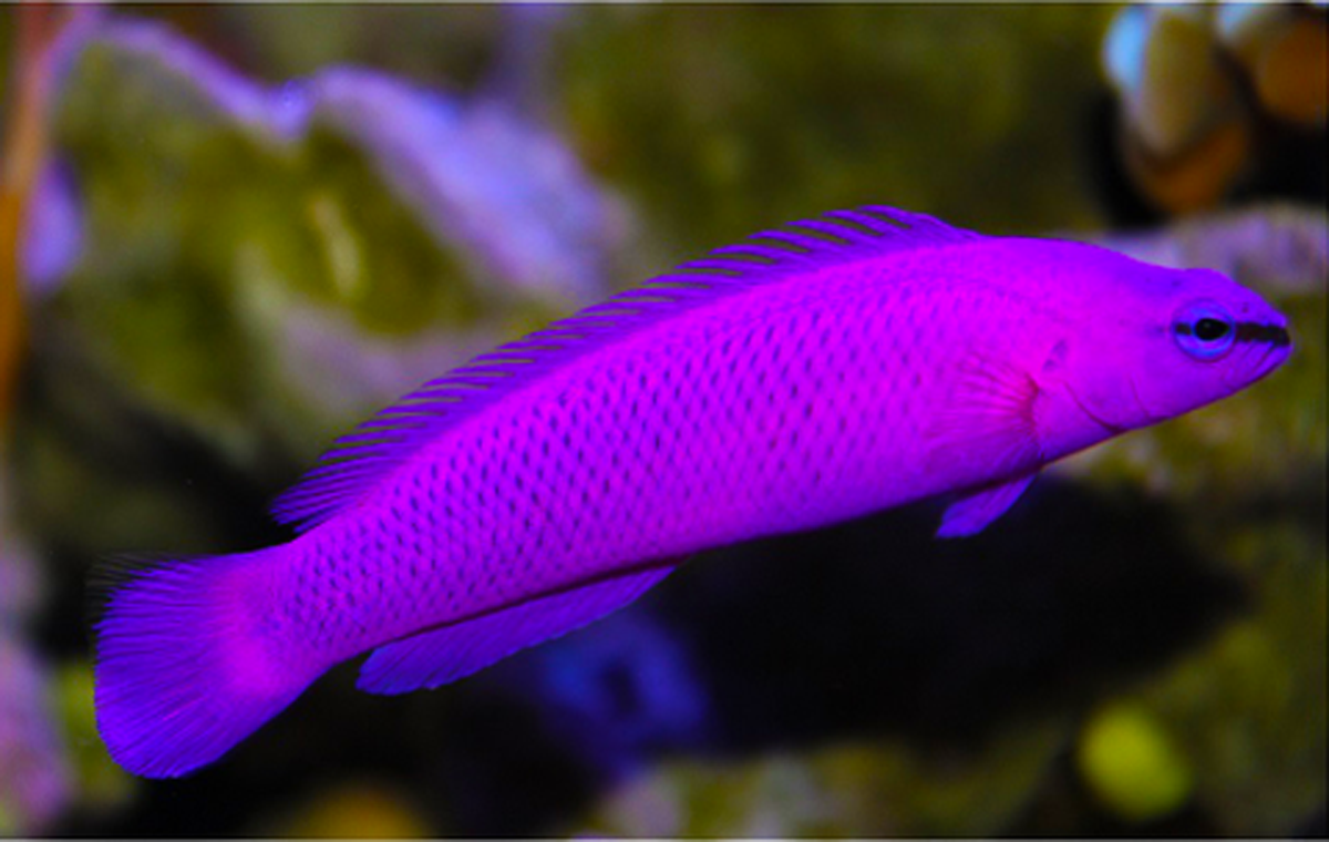 splendid dottyback care
