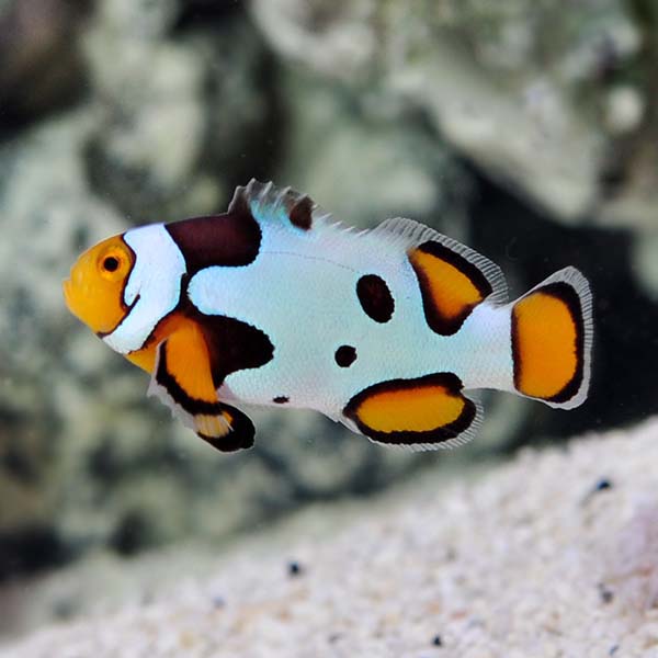 Picasso Clownfish | Eastwood Aquarium