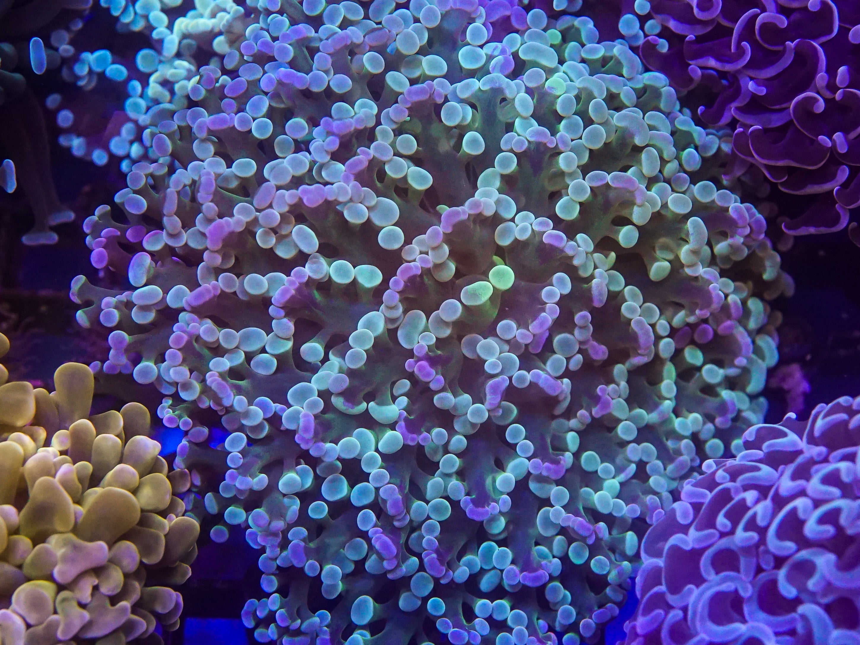blue frogspawn coral
