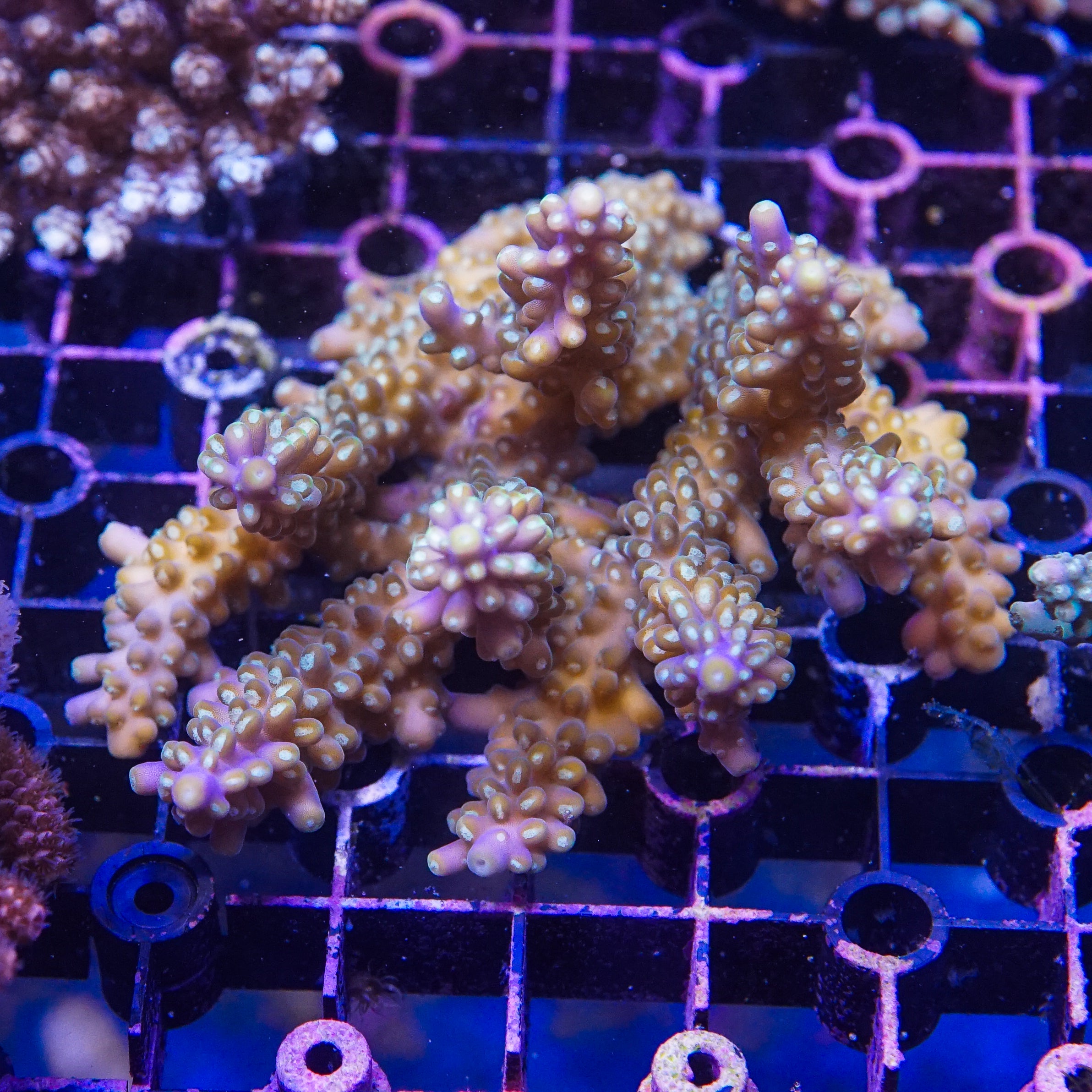 Acropora Colony (EA#413) | Eastwood Aquarium