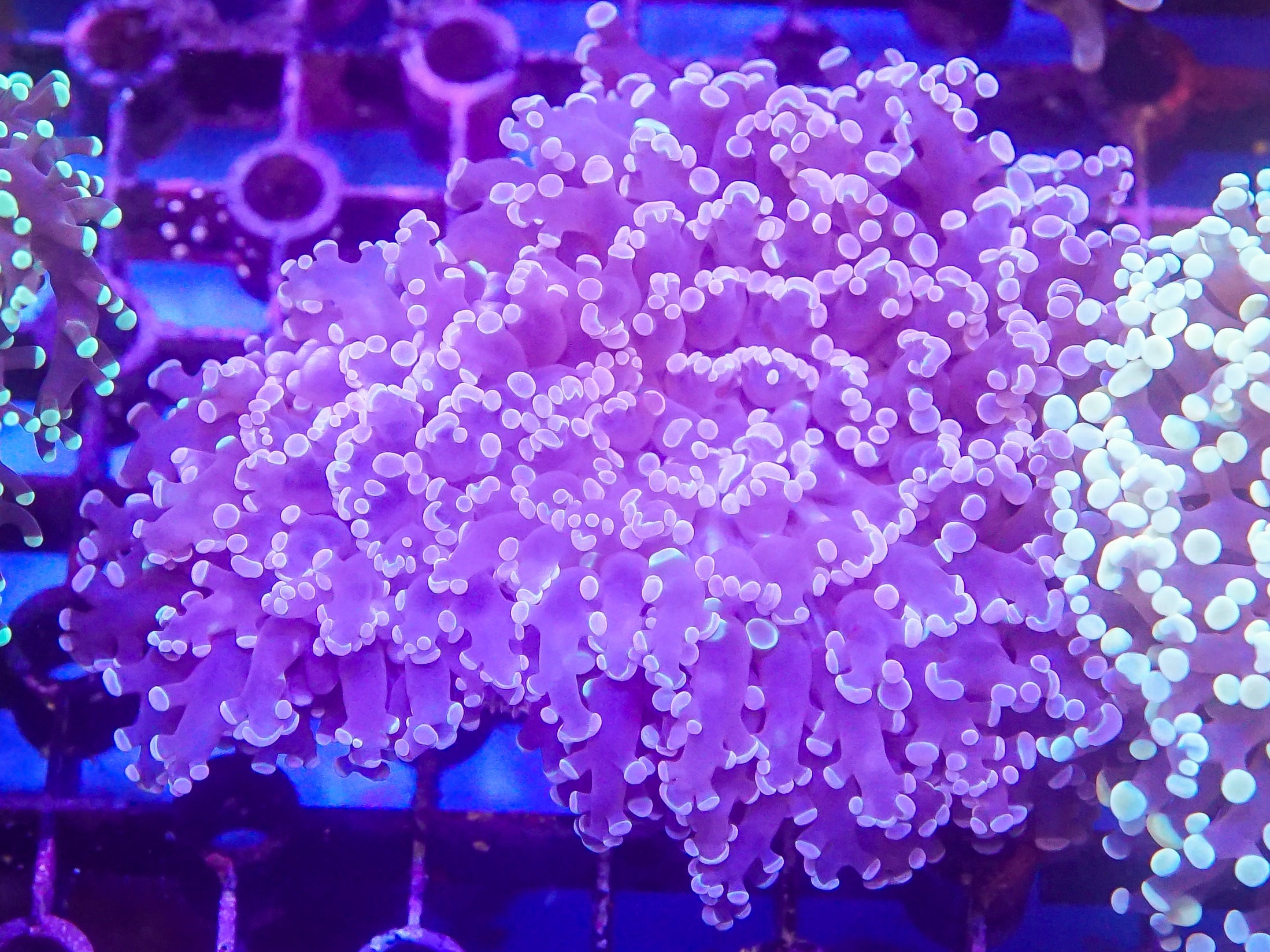 Pink/Purple Frogspawn (EA#20) | Eastwood Aquarium