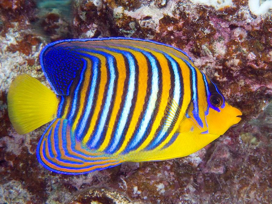 Regal Angel | Eastwood Aquarium