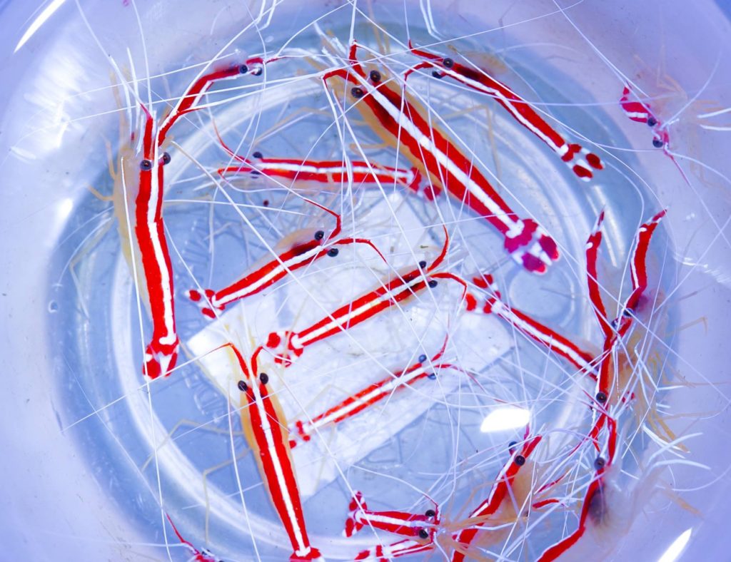 Red Line Cleaner Shrimp | Eastwood Aquarium